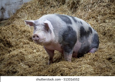 14,570 Pig sitting Images, Stock Photos & Vectors | Shutterstock
