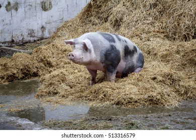 218 Pigs dung Images, Stock Photos & Vectors | Shutterstock