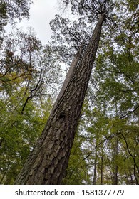 Large Pine Tree Forest Stock Photo (Edit Now) 1581377779