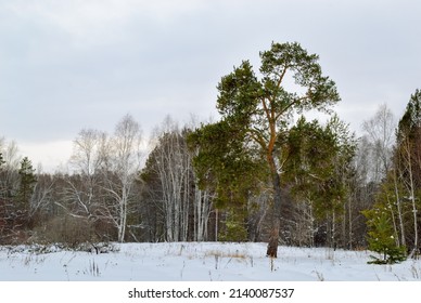 17,408 Tree with branches spreading out Stock Photos, Images ...