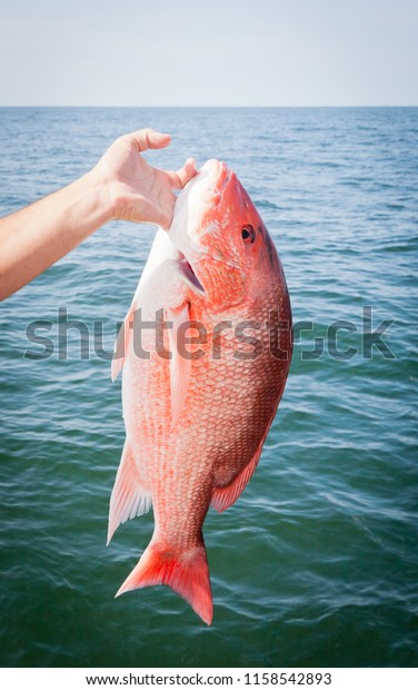 Large Red Snapper Caught During Deep Stock Photo (Edit Now) 1158542893