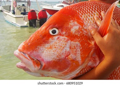 335 Young snapper Images, Stock Photos & Vectors | Shutterstock