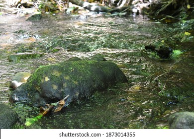 757 Gurgling stream Images, Stock Photos & Vectors | Shutterstock