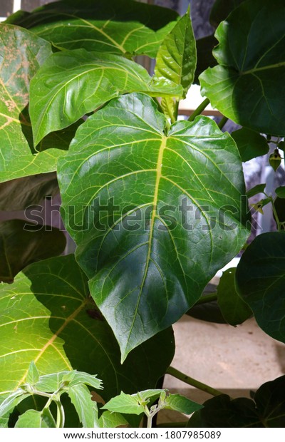 Large Shiny Leaf Tree Tomato Plant Stock Photo 1807985089 | Shutterstock