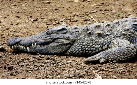 Large Sleeping Alligator Sharp Teeth Stock Photo (Edit Now) 714542578