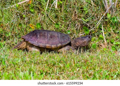 104 Florida snapping turtle Images, Stock Photos & Vectors | Shutterstock