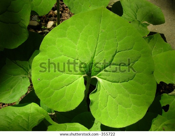 Large Spade Shaped Leaf Stock Photo (Edit Now) 355722
