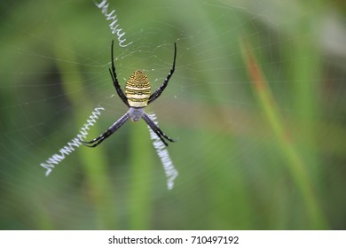 Large Spider Center Web Stock Photo 710497192 | Shutterstock