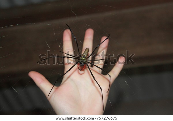 Large Spider Compared Hand Stock Photo 757276675 | Shutterstock