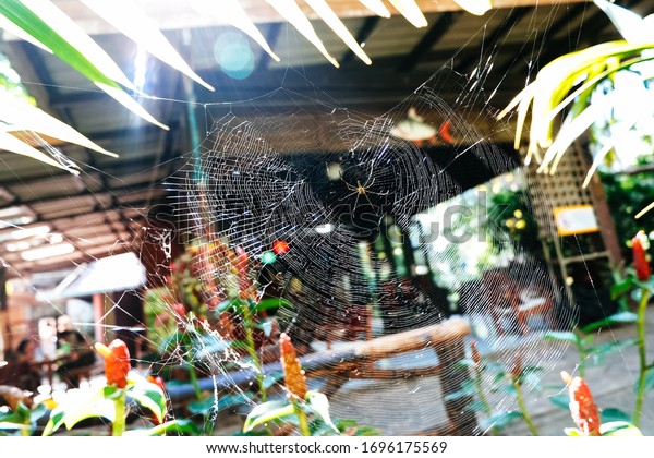 Large Spider Web Between 2 Trees Stock Photo 1696175569 | Shutterstock