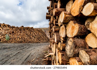 Large Stack Pine Logs Stacked Collection Stock Photo 279855494 ...