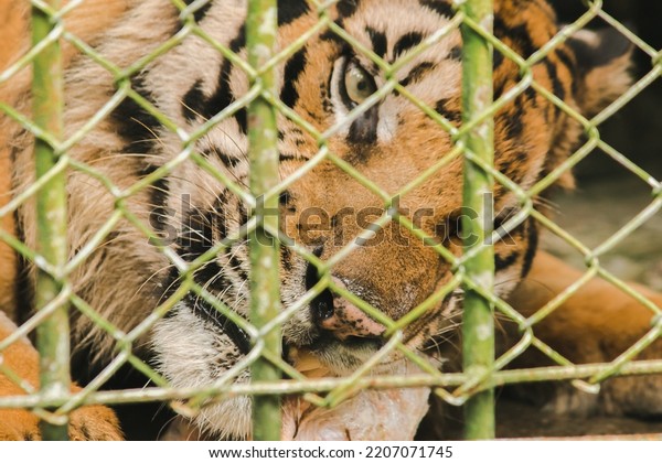Large Tiger Eats Raw Chicken Imprisoned Stock Photo 2207071745 ...