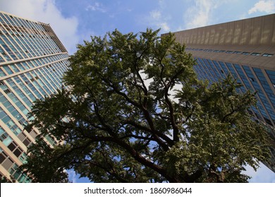 20,299 Tree Between Buildings Images, Stock Photos & Vectors | Shutterstock