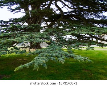 Large Tree Low Hanging Branches Stock Photo 1373143571 | Shutterstock