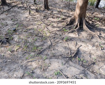 4,118 Large spreading tree Images, Stock Photos & Vectors | Shutterstock