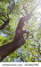 Large Tree Seen Below Stock Photo 2023867985 | Shutterstock