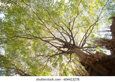 15,655 imágenes de Large shade trees - Imágenes, fotos y vectores de ...