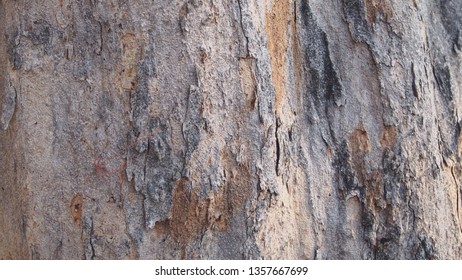 Large Tree Surface Stock Photo 1357667699 | Shutterstock