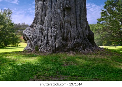 29,335 Large oak tree trunk Images, Stock Photos & Vectors | Shutterstock