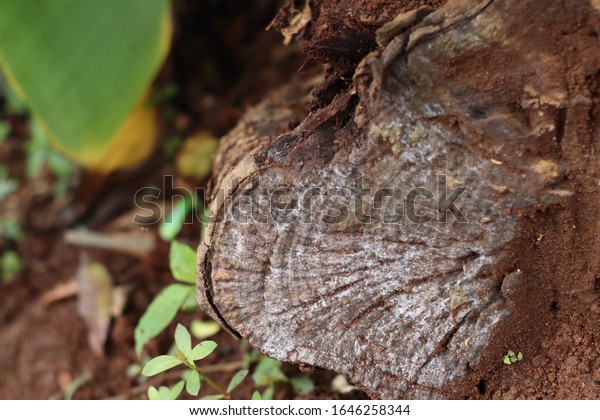 Large Tree Trunks Fallen Middle Forest Stock Photo 1646258344 ...