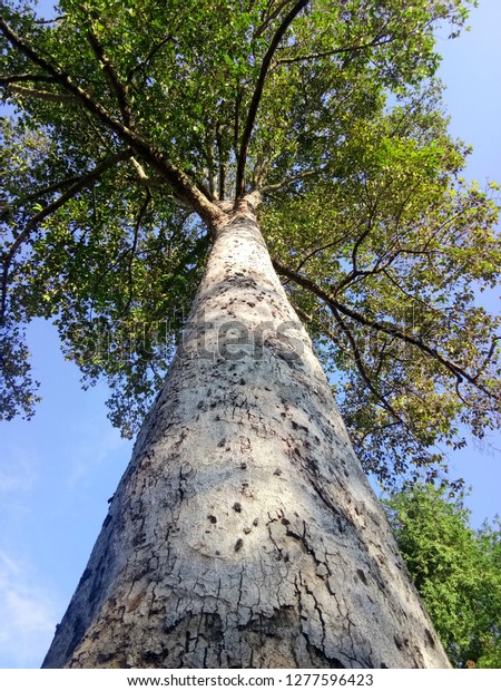 Large Tree View Bottom Looking Top Stock Photo 1277596423 | Shutterstock
