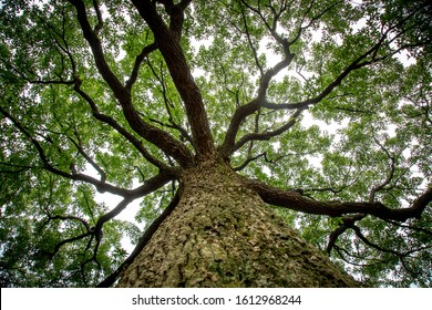 Large Tree Whose Branches Stretch Like Stock Photo 1612968244 ...