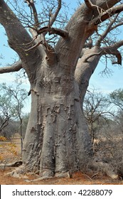 Large Trunk Baobab Tree Stock Photo 42288079 | Shutterstock