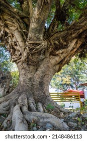 3,062 Peepal Tree Images, Stock Photos & Vectors | Shutterstock