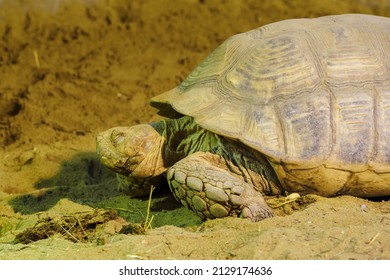 2,280 Turtle side view Images, Stock Photos & Vectors | Shutterstock