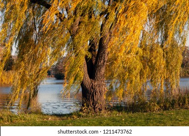 195 Willow tree blowing in the wind Images, Stock Photos & Vectors ...