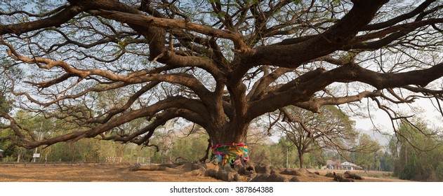 Largest Monkey Pod Rain Tree East Stock Photo 387864388 | Shutterstock