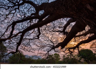 Largest Monkey Pod Rain Tree East Stock Photo 453221989 | Shutterstock