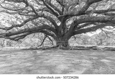 Largest Monkey Pod Rain Tree East Stock Photo 507234286 | Shutterstock