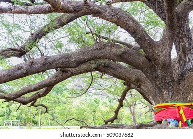 Largest Monkey Pod Rain Tree East Stock Photo 509037682 | Shutterstock