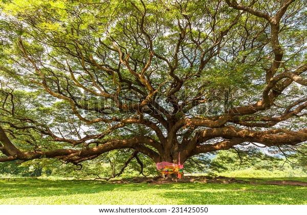 Largest Monkey Pod Rain Tree East Stock Photo 231425050 | Shutterstock