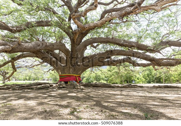 Largest Monkey Pod Rain Tree East Stock Photo 509076388 | Shutterstock