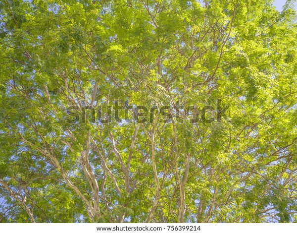 Largetropical Banyan Tree Leaf Canopy Background Stock Photo 756399214 ...
