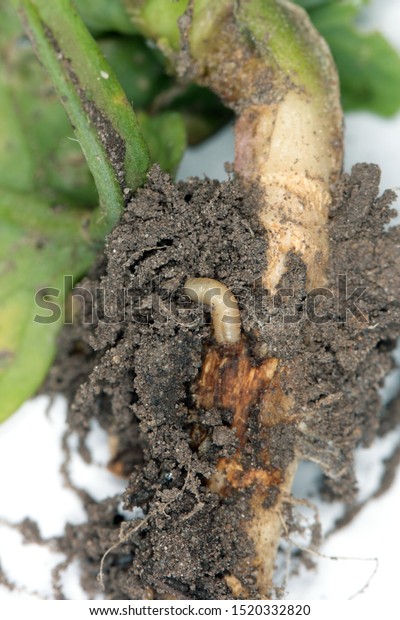 Larva Cabbage Fly Cabbage Root Fly Stock Photo (Edit Now) 1520332820