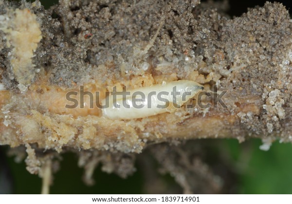 Larva Cabbage Fly Cabbage Root Fly Stock Photo 1839714901 | Shutterstock