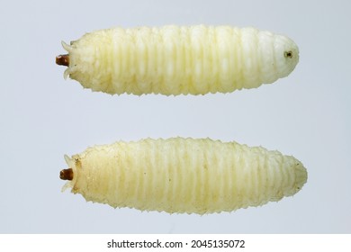 64 Elephant Larvae Food Images, Stock Photos & Vectors | Shutterstock