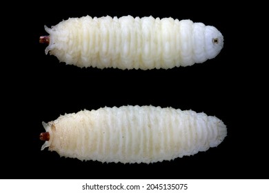 64 Elephant Larvae Food Images, Stock Photos & Vectors | Shutterstock