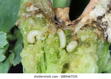 53 Cabbage stem weevil Images, Stock Photos & Vectors | Shutterstock