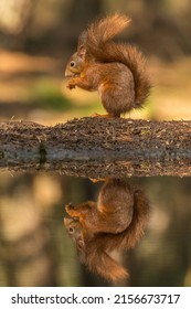 130 Dutch squirrel Images, Stock Photos & Vectors | Shutterstock