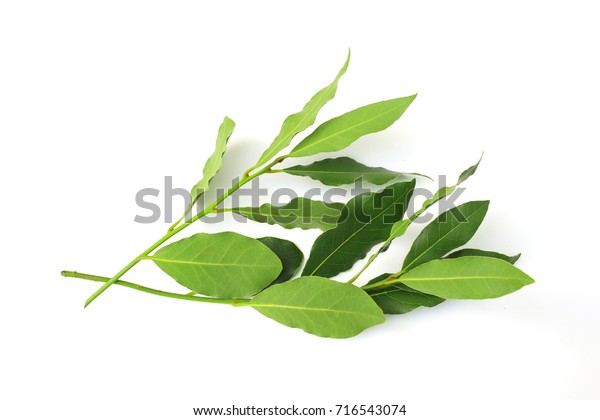 Laurier Stock Photo 716543074 | Shutterstock
