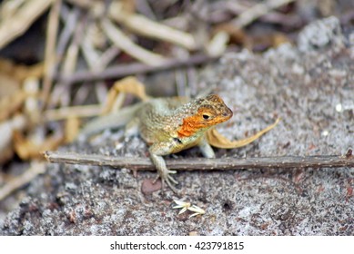 Lava Lizard Facing Forward On Puerto Stock Photo (Edit Now) 423791815