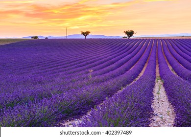 Lavender Field Summer Sunset Landscape Near Stock Photo 509596870 ... Lavender Field Summer Sunset Landscape Near Stock Photo 509596870 ...