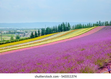Irodori Field Tomita Farm Furano Japan Stock Photo 455115835 | Shutterstock