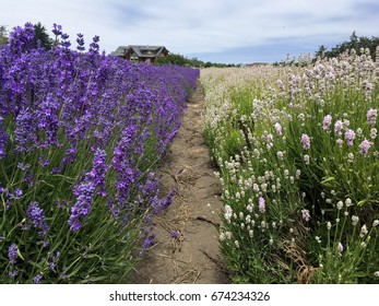 Lavender Row Stock Photo 674234326 | Shutterstock