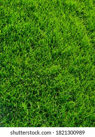 Lawn Plot Green Grass Stock Photo 1821300989 | Shutterstock