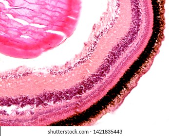 Layer Fish Eye Structure Show Histological Stock Photo 1421835443 ...